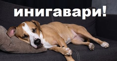 Собачья жизнь | Пикабу