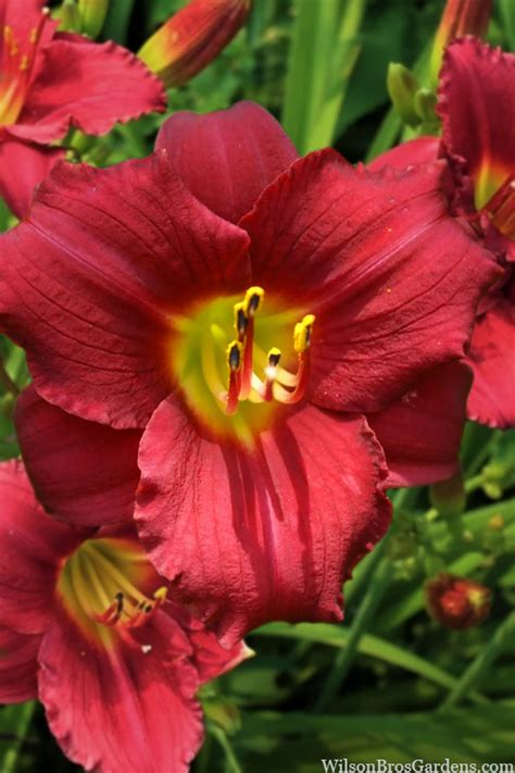 Buy Ruby Stella Daylily Free Shipping Wilson Bros Gardens 1