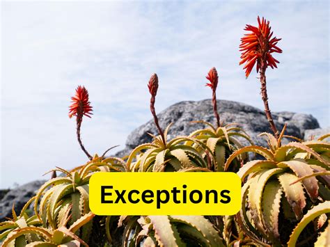 Understanding Exception Hierarchies In C By Ivo Manolov Level Up Coding