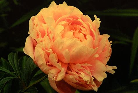 Миссис Ф.Д. Рузвельт Mrs. Franklin D. Roosewelt