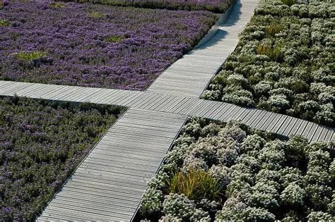 A List Of Flowers That Start With X Pansy Maiden