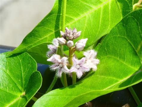 ガガイモの花 それもまた良し