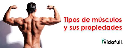 Tipos de músculos y sus propiedades
