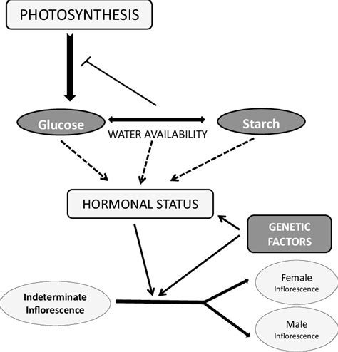 Putative Mode Of Interaction Of Factors Affecting The Sex Of Download Scientific Diagram
