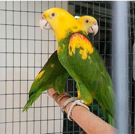 Buy Double Yellow Headed Amazon Parrot Online Tamedparrotsfarm
