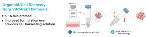 Vitrogel Organoid Recovery Solution Vitrogel Hydrogel Protocol Workflow