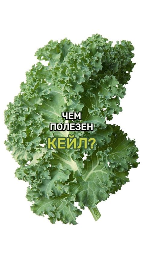 Юлия Лиунова Кейл или Кале — это овощ листовая капуста без кочана