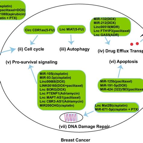 Ncrnas Promote Chemo Resistance Download Scientific Diagram