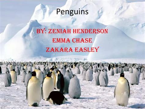Ppt Penguins Powerpoint Presentation Free Download Id1894224