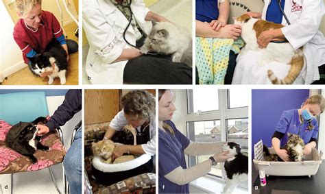 2022 Isfm Aafp Cat Friendly Veterinary Environment Guidelines Samantha Taylor Kelly St Denis