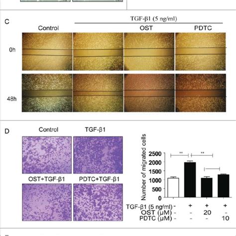 Differential Trypsinization Protocols A Isolation Of Ts1 Ts2 And