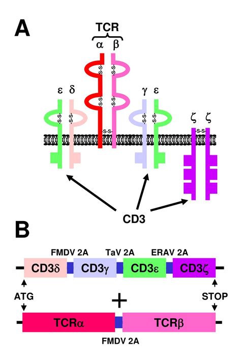 PPT TCR PowerPoint Presentation Free Download ID 4109148
