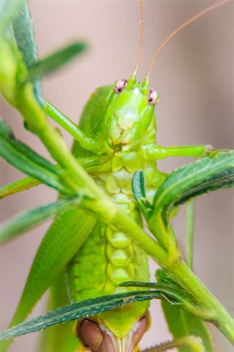 Gafanhotos Longo Horned Bonitos Ou Tettigoniidae Ou Leafhopper P Foto