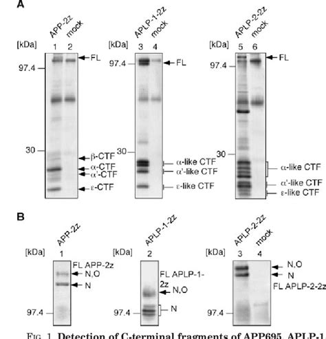 Figure 1 From The Proteolytic Processing Of The Amyloid Precursor