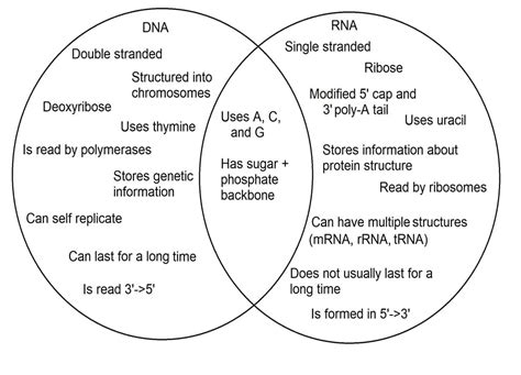 Printable Venn Diagram Dna And Rna Free Download And Print For You