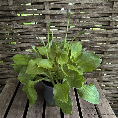 Hosta Post It 3l Bunkers Hill Plant Nursery
