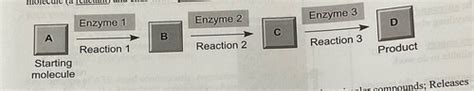 Ap Biology Chapter Metabolism And Enzymes Flashcards Quizlet