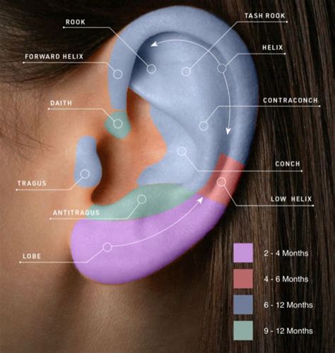 Ear Piercing Ideas Chart Ear Piercings Chart Types Of Ear Piercings