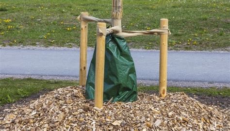 Tree Watering Bags Effectiveness How And When To Use