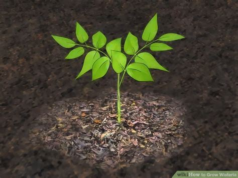 How To Propagate Wisteria From Seed Sybexbookforsale