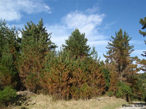 Disease Forest Phytophthoras Of The World