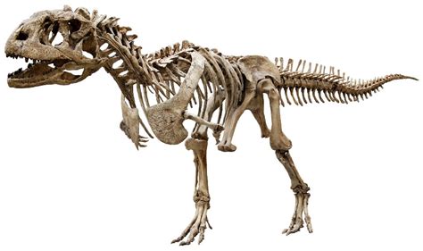 Majungasaurus Pictures And Facts The Dinosaur Database
