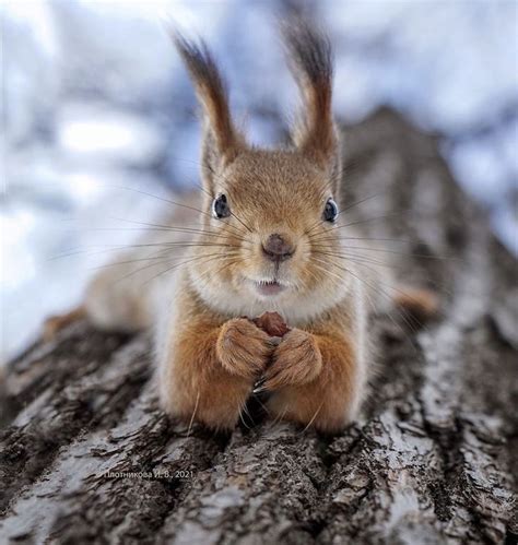 50 Adorable Pics To Celebrate Squirrel Appreciation Day Artofit