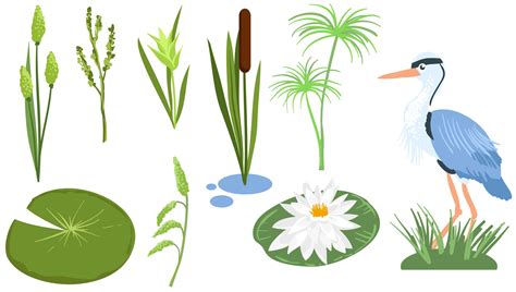 Marsh Grass Clipart