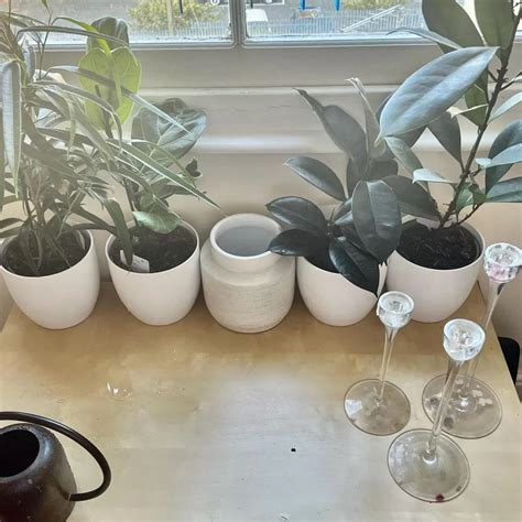 Ficus Elastica Robusta Maintenance Advice Professional