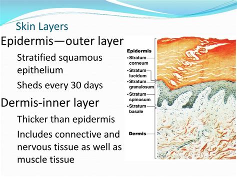 Ppt Chapter 4 Skin And Body Membranes Powerpoint Presentation Free Download Id 3551319