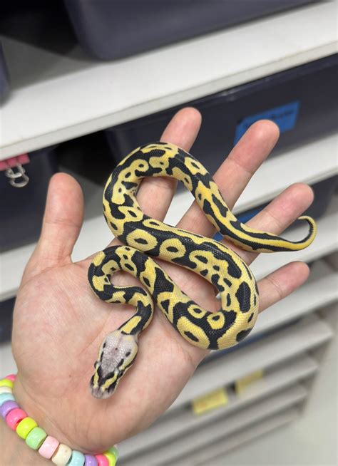 Python Project Ph Last One 🍌 Pythonprojectph Facebook