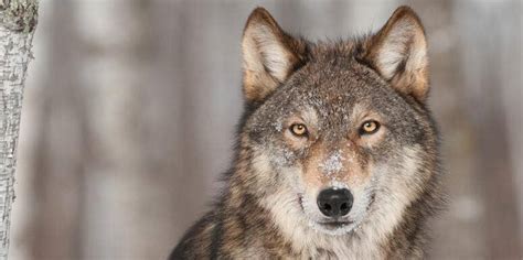 Wolf Symbolism And Spiritual Meanings Of Seeing Wolves Yourtango