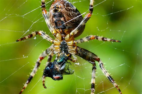 Does Permethrin Kill Flies Effectiveness And Tips Explained