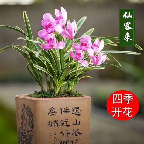 艾莹兰花苗浓香型四季兰金边矮种好运来建兰阳台花卉盆栽绿植 虎窝淘