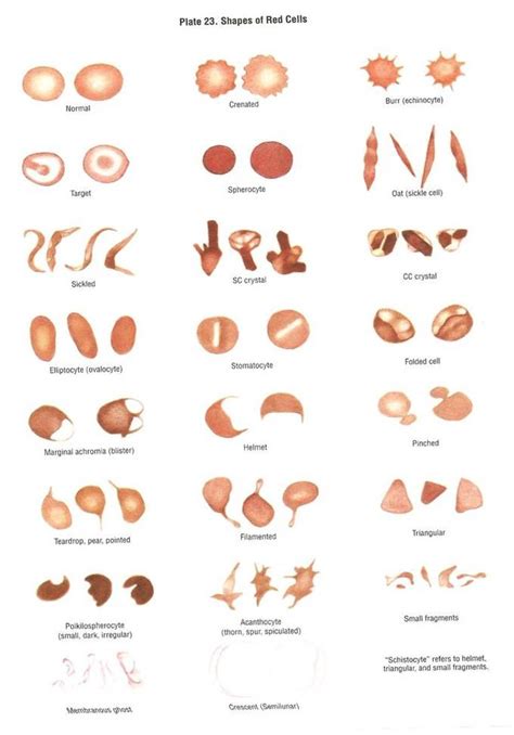 Cerita Najwa Parasitologi
