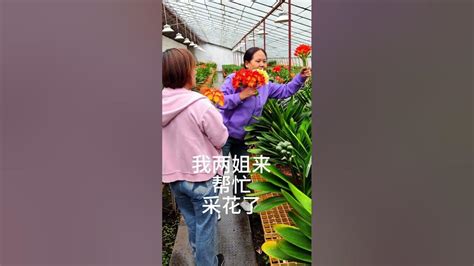 君子兰养殖经验分享 爱生活爱养花 两个爱花的姐姐来帮忙采花了 Youtube