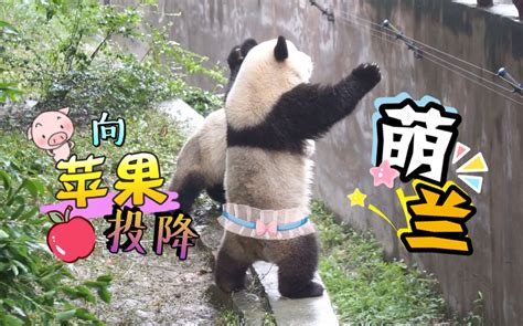 【大熊猫萌兰】么猪为了一口吃的，又是兔几跳，又是狗叫，嘴炮声音都劈叉了，急得勒哔哩哔哩bilibili