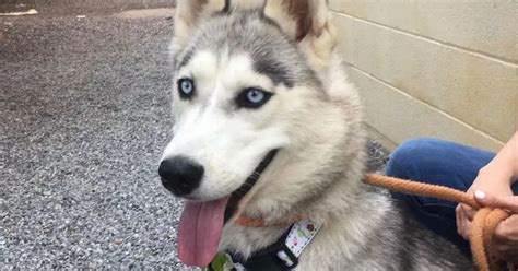 Woman Paid For Rods To Be Shoved Down Huskies Throat To Stop Them