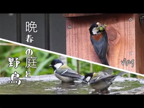 vlog ヤマガラの子育て シジュウカラの仲良し夫婦 晩春の庭に来る野鳥 YouTube