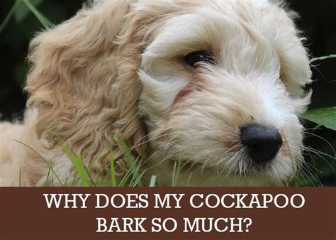 How To Stop Your Cockapoo Barking Follow These Steps