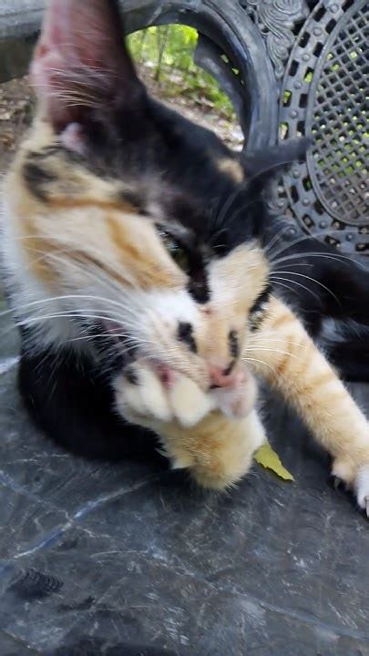 😥එයාගෙ චූටි අත තුවාල වෙලා 😥😥😥 Youtube