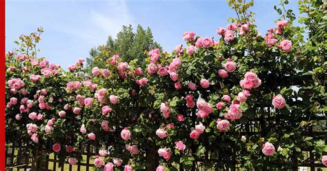 Что посадить вдоль забора на даче 6 неприхотливых цветущих растений Информационное агентство