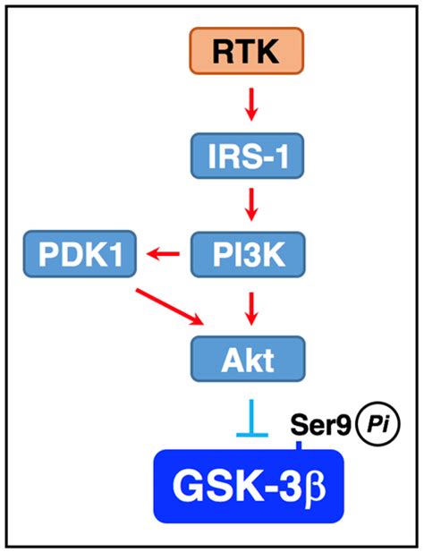 Rtk Mediated Gsk 3β Inactivation Akt Is Activated Through A Pathway
