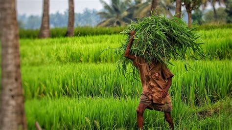 Ap Cyclone Alert ఏపీ రైతులకు బిగ్ అలర్ట్‌ బంగాళాఖాతంలో అల్పపీడనం