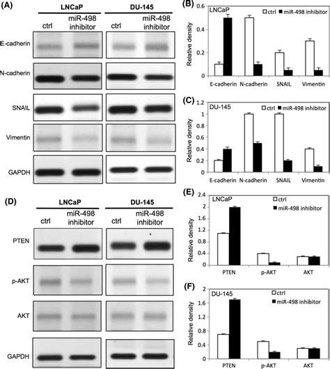 Downregulation Of Mir‐498 Altered Emt Protein Expression And Inhibited
