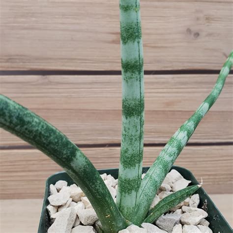 African Spear Plant Sansevieria Cylindrica Shop Online Fast Delivery Planet Desert