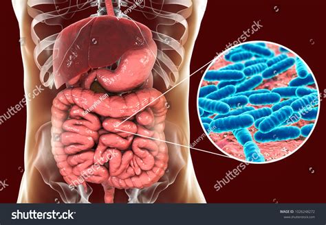 장 세균유산균 3d 삽화젖산 박테리아프로바이오틱 박테리아 스톡 일러스트 1026248272 Shutterstock