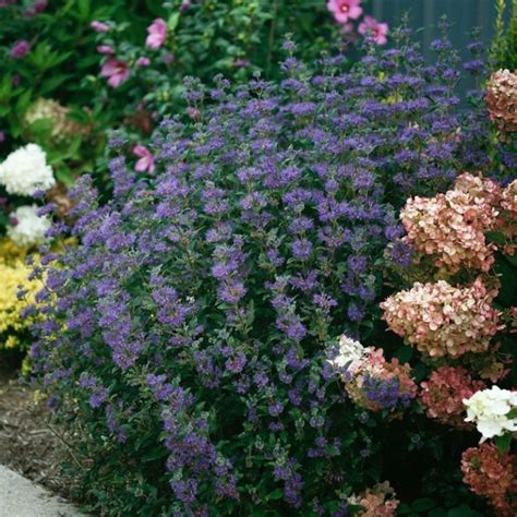 Low Scape Snowfire® Black Aronia Proven Winners Colorchoice Flowering