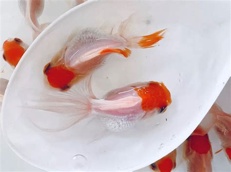 ปลาทองวุ้น ฮอลันดาตันโจ ไซร้1 5 2 นิ้ว มีประกันสินค้าคะ Line Shopping