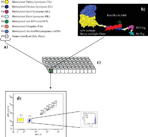 figure 2 from high throughput screening of single chain antibodies
